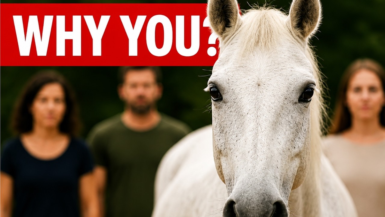 How Horses Choose Their Favorite Human — Explained by Science.