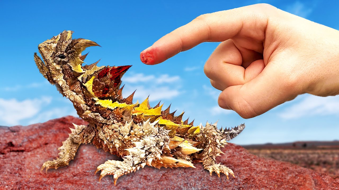 Finger Sliced by SHARPEST Lizard?!