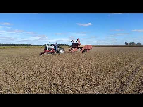 Ford combine cutting beans at the DuValls 2019