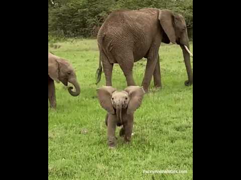 Funny Baby Elephant GIFs ๐๐ #shorts #babyelephant #funny