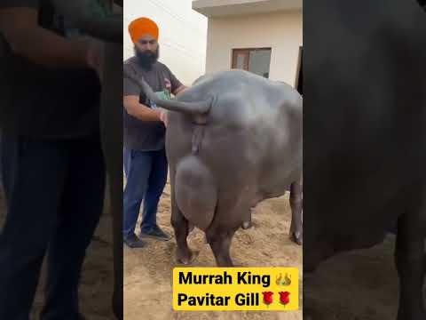 सबसे ज्यादा दूध देने वाली भैंस सरस्वती #balhara #dayri