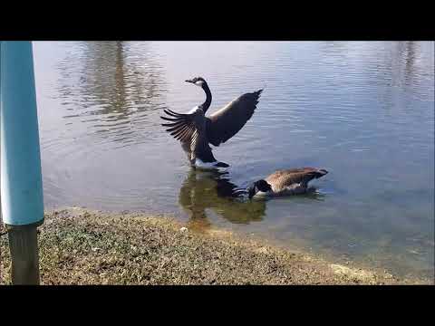 Why Canada Geese Are Considered a Pest Species