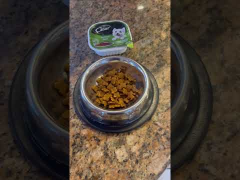 SCHANAUZER MINI DOG FOOD #schnauzer #ytshorts  #asmrsounds  #asmr  #trending