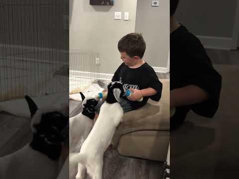 Adorable Baby Goats Drink Out Of Bottles!