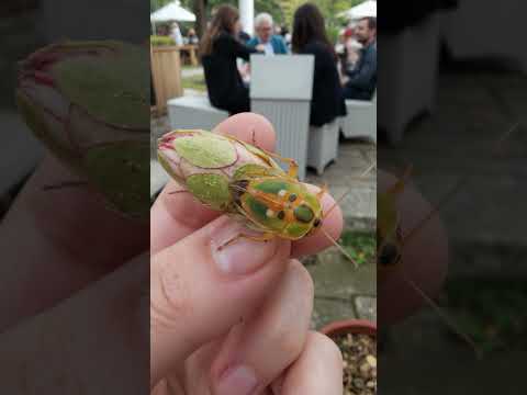 Floricicada mirabilis - When this cicada blooms in your hand, the season will favor your steps.