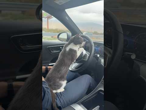 I have the best co-pilot β my cat π We are ready for Formula 1 in Miami ποΈ | F1 | Mercedes AMG