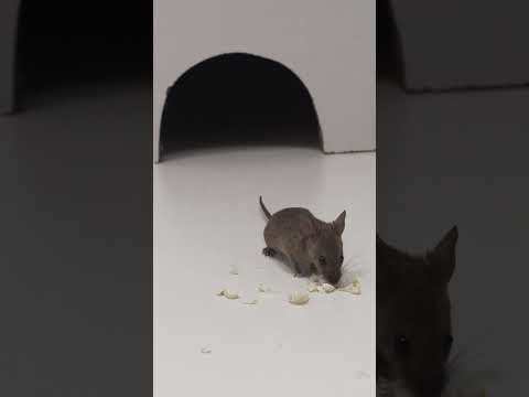 Mice for Cats to Watch! #catentertainment #shorts