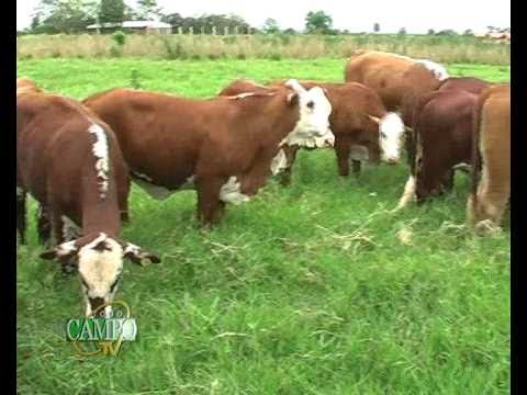 exogamia | entendiendo el mejoramiento animal