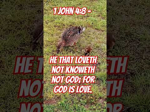1 John 4:8 KJV