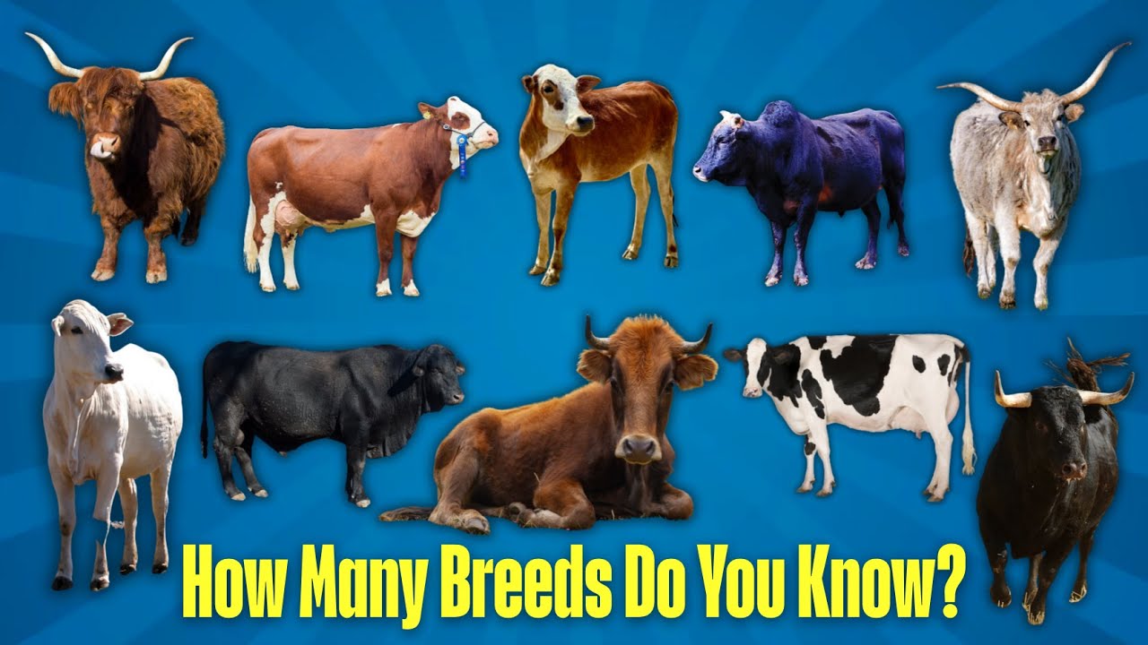 Different Types of Cattle Breeds Every Farmer Should Know