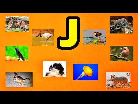 10 Animals name start with letter J with pictures or Spelling 🙂
