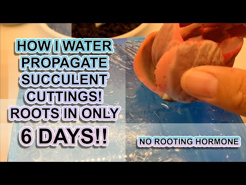 How I Water Propagate Succulent Cuttings. Roots In Only 6 DAYS! 🌵💦
