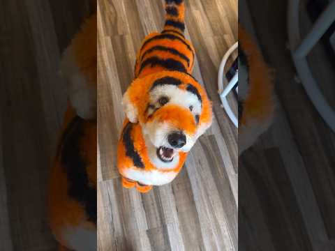 I made my dog into Tigger!