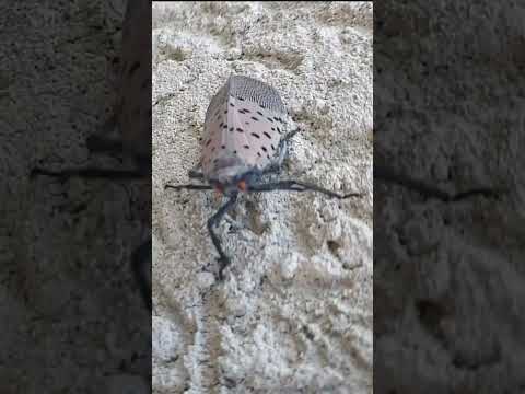 Spotted Lantern Fly Scratching an Itch #nature #bug #shorts