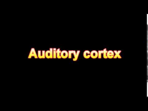 What Is The Definition Of Auditory cortex Medical Dictionary Free Online