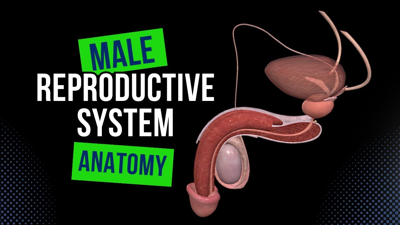 Understanding the Male Genital System: Anatomy and Function | Galaxy.ai