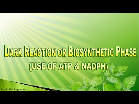 Photosynthesis | Part 3 - Dark Reaction, Factors affecting photosynthesis
