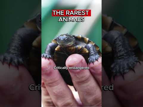 THE MOST RARE ANIMAL SPECIES IN AUSTRALIA #rareanimals #animals #facts