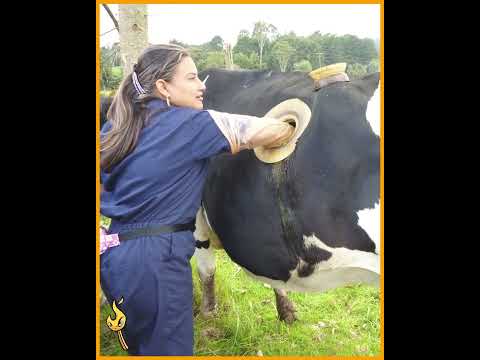 ESTA VACA TIENE UN AGUJERO En El ESTÓMAGO
