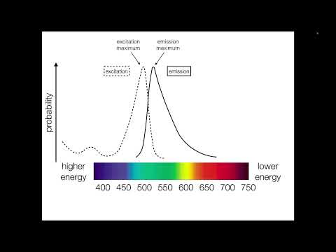 Fluorophore Spectra