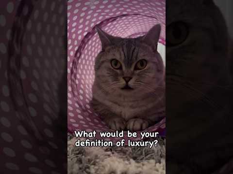 cat’s definition of luxury