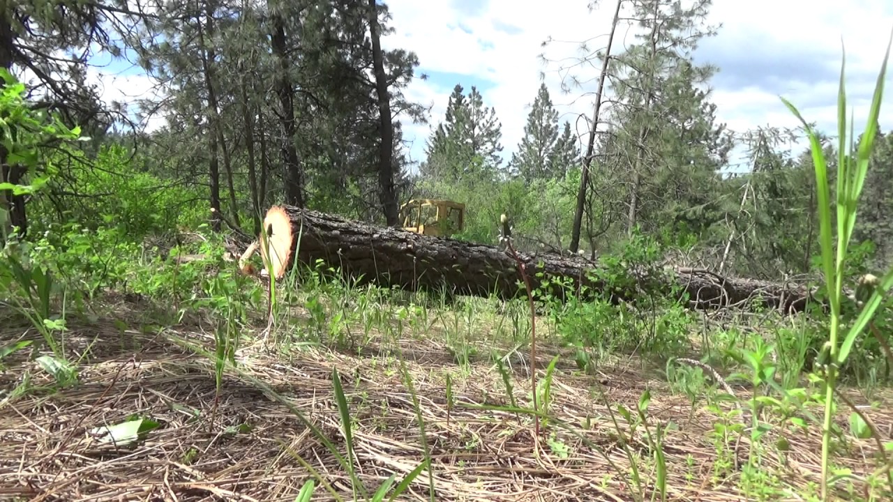 Limby pine in the wind