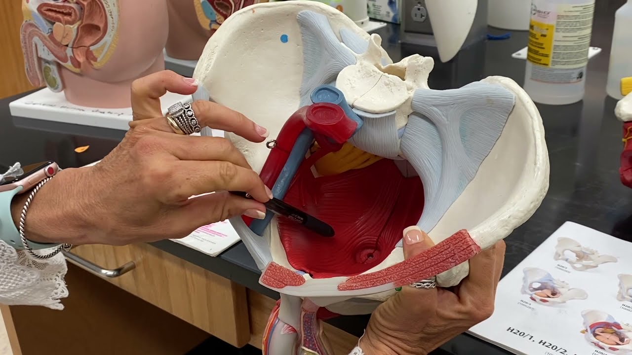 Male and Female Pelvic and Perineal Anatomy