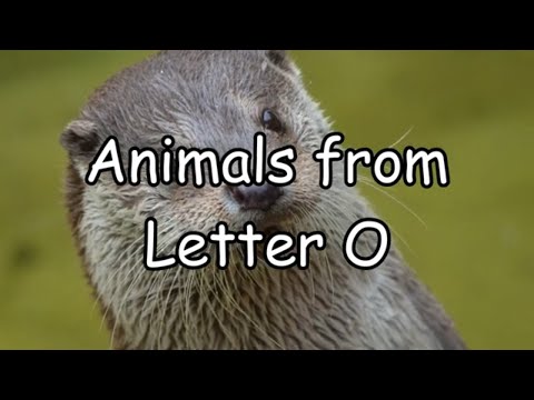O Letter Animals