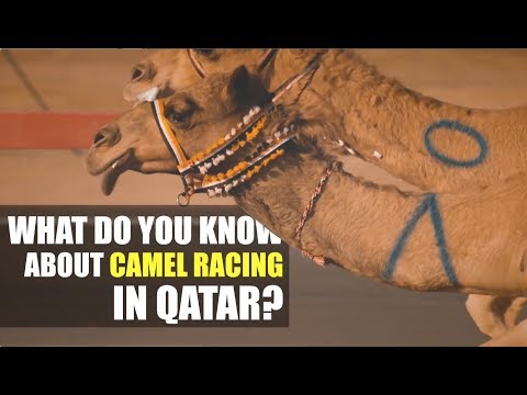 Welcome to Qatar: Al-Shahaniya Camel Racing
