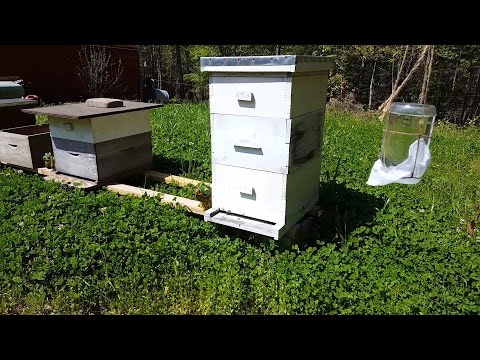 Bee Hive Update