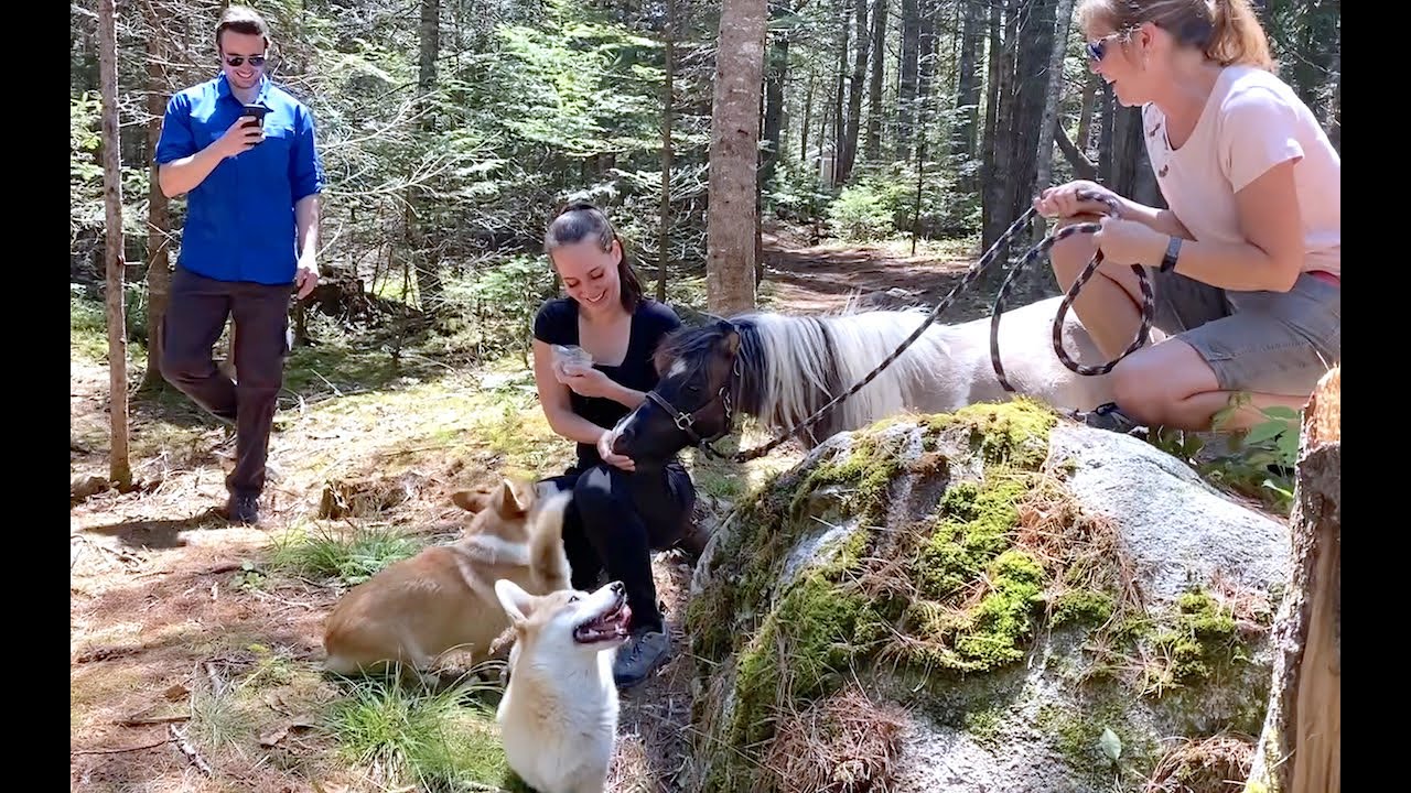 A Day in the Life: Corgi & Pony Edition