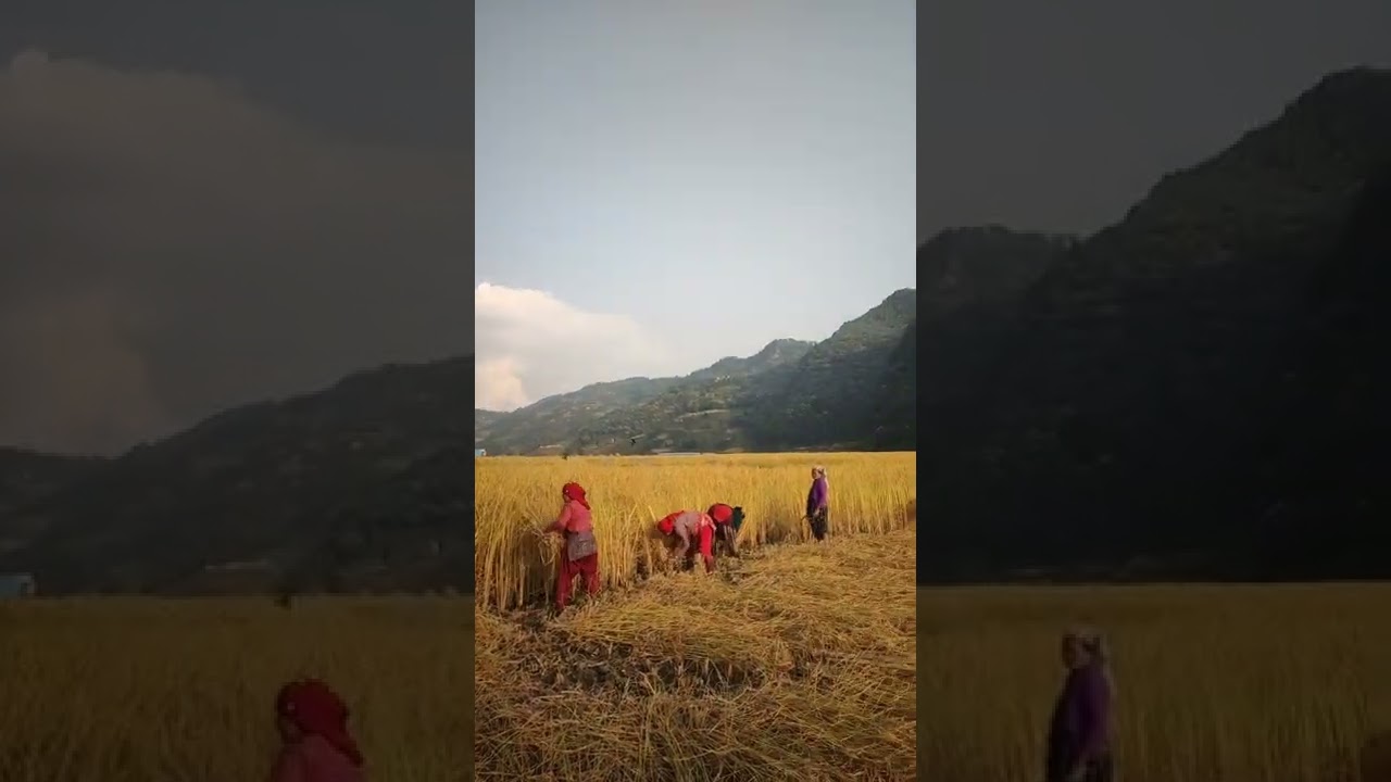 Manual harvesting of rice, Pokhara,Nepal. #rice #harvesting #nepal #manual #pokhara #agriculture