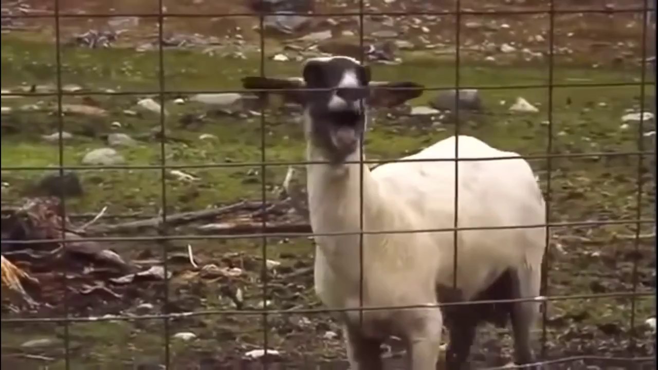 Cabra gritando | efecto de vídeo!!