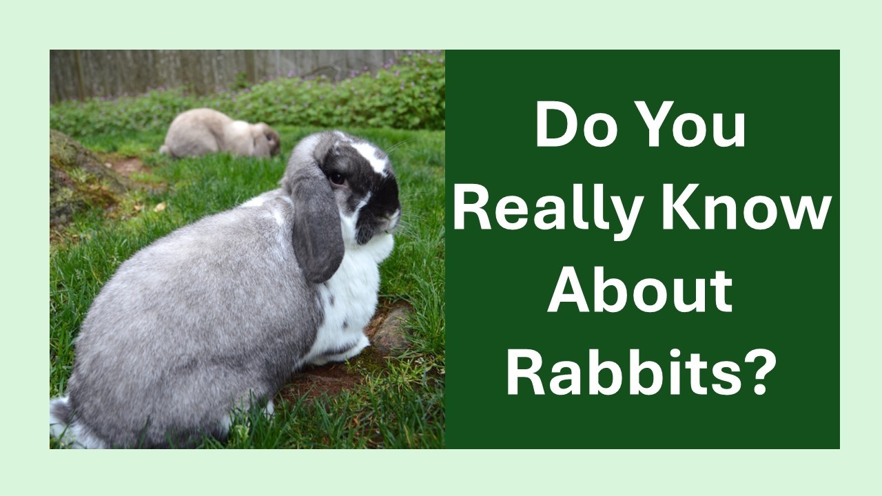 Hidden Realities of The World of Rabbits