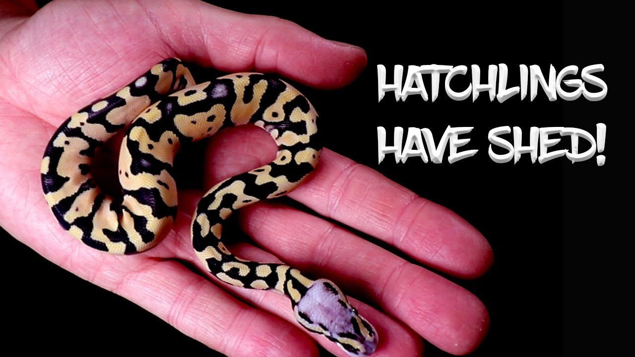 My New Ball Python Hatchlings have Shed!
