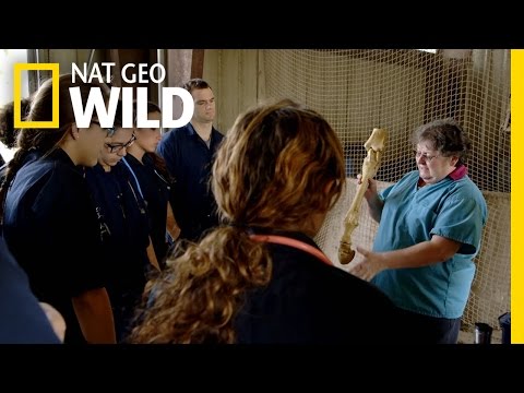 Class is Confused | Vet School