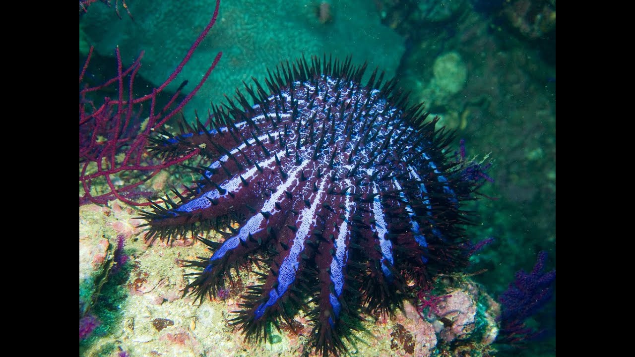 Zooanalysis - Crown-of-Thorns Starfish (Acanthaster planci)