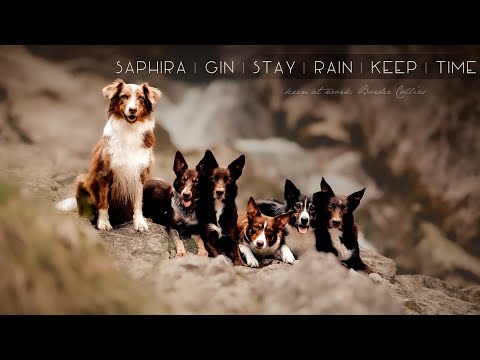 Saphira | Gin | Stay | Rain | Keep | Time [keen at work Border Collies]