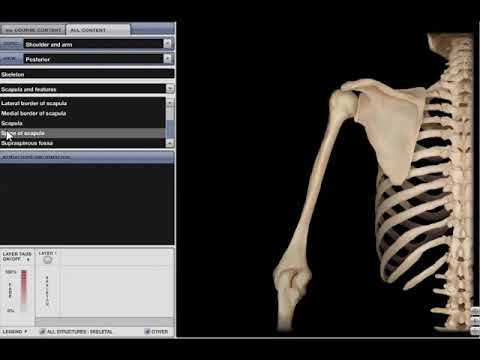 Bone Markings of the Humerus and Scapula