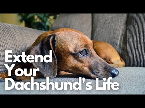 What is the average lifespan of a Dachshund?