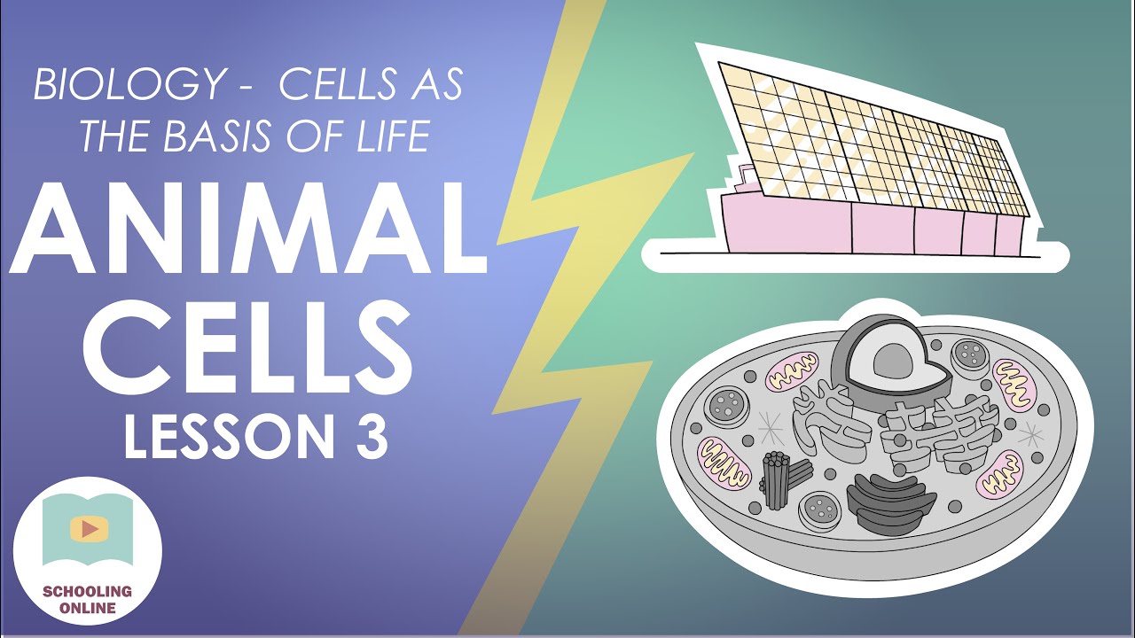 Animal Cells Biology Lesson 3 (Structure and Function)