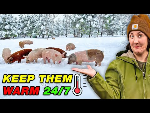Raising Pigs in The Winter: Everything You Kneed to Know