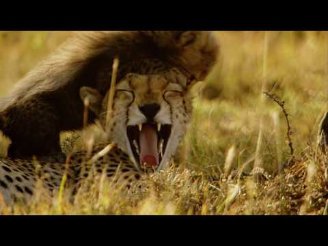 15 Best Nature Documentaries on Netflix in 2022 - Animal Movies