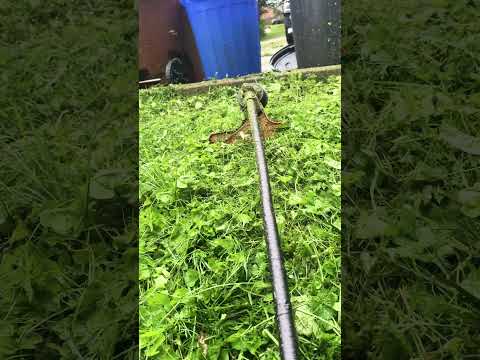 New $300 dollar Stihl WEEDEATER ! #mowing #stihl 🔥 