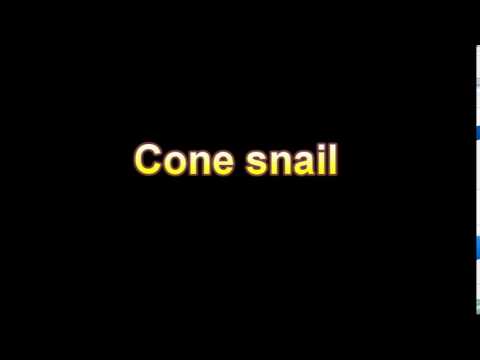 What Is The Definition Of Cone snail - Medical Dictionary Free Online