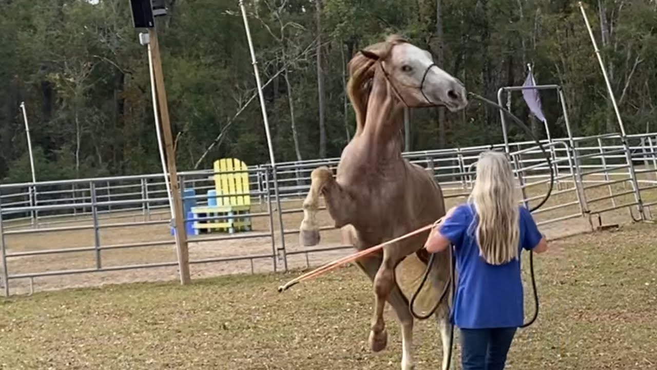 Young Stallion Started Striking!