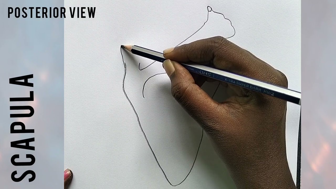 Scapula Bone ( posterior view) -Easy drawing #medicalstudent #medical #health #physio #anatomy #bone