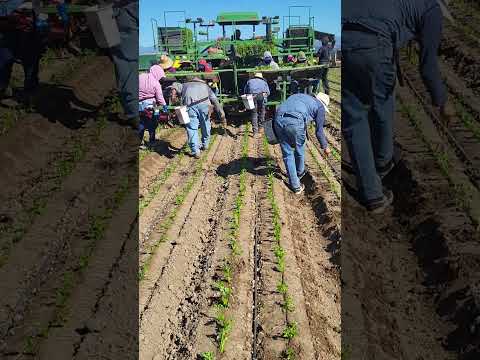 plantando apio en oxnard California