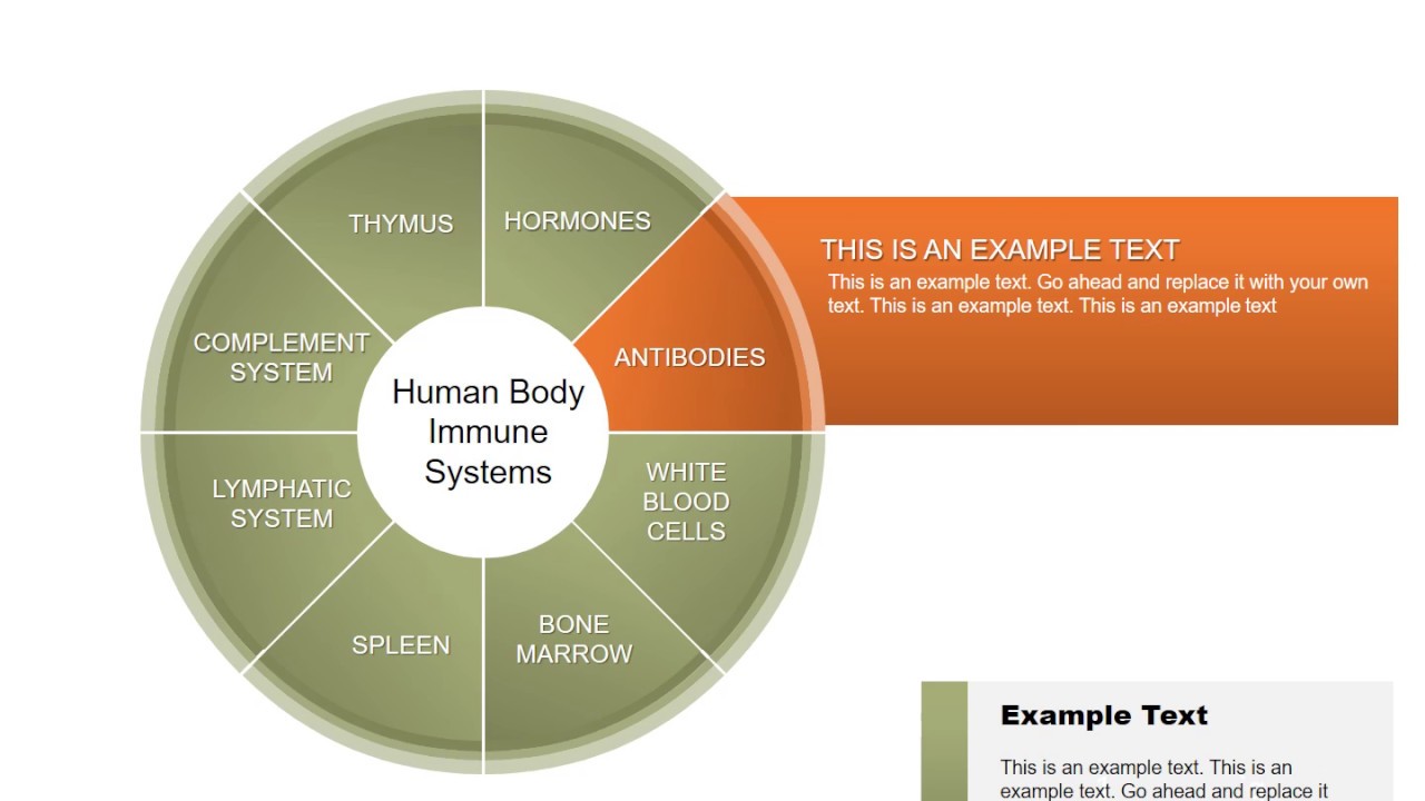 Pie Chart: Human Body Immune Systems PowerPoint Chart template for presentation