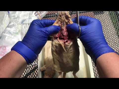 Rat Dissection Overview